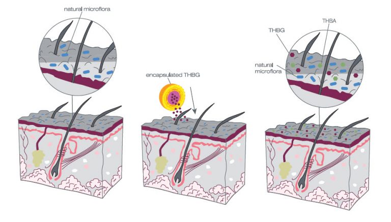 Using Skin Microbes to Lighten Pigmentation - International Dermal ...